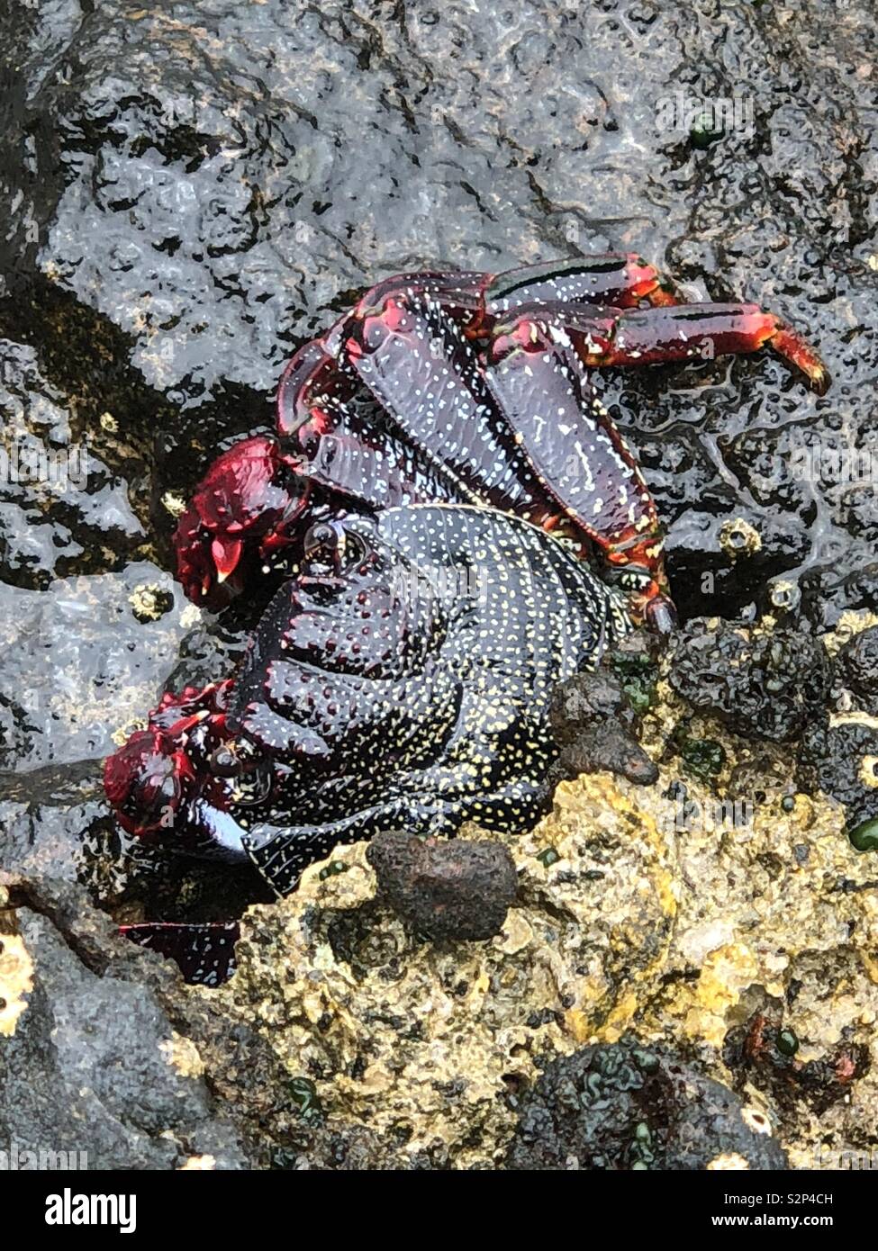 Rock pool crab hi-res stock photography and images - Alamy