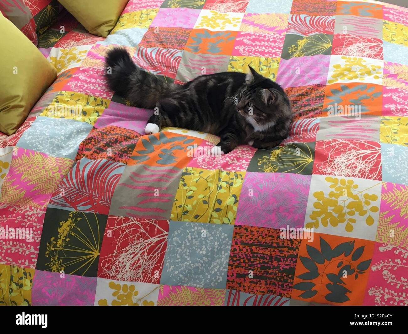 Catnapping hi-res stock photography and images - Alamy