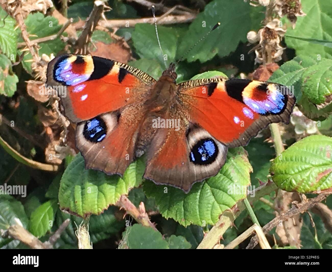 Peacock butterfly in Cornwall Stock Photo - Alamy