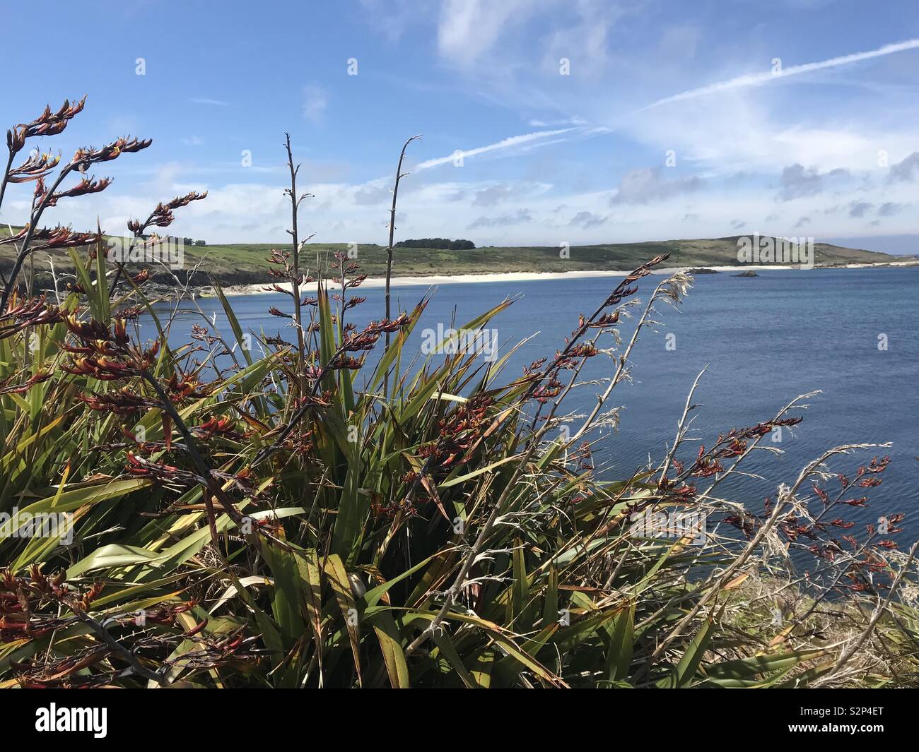 Beach with foliage Stock Photo - Alamy