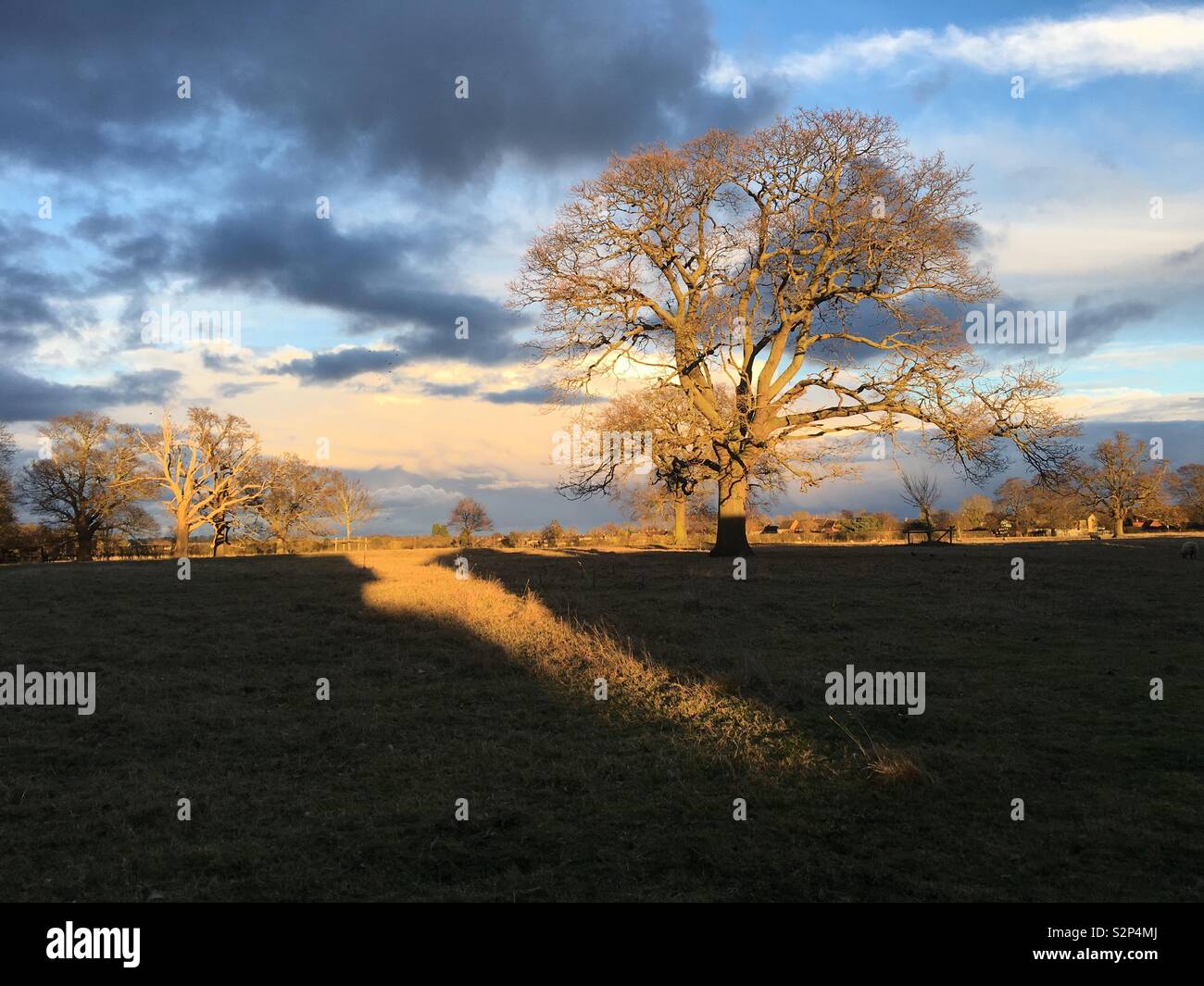 Morning sunshine over field Stock Photo - Alamy