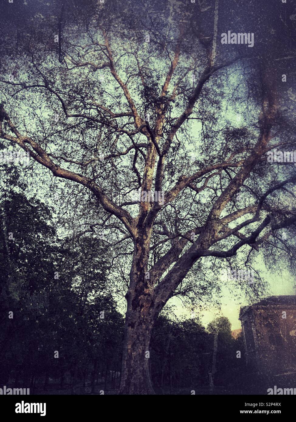 Tree plants against house hi-res stock photography and images - Alamy