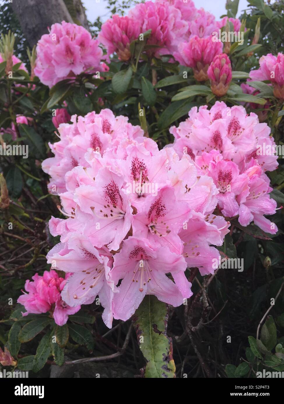 Pink flowers tree hi-res stock photography and images - Alamy