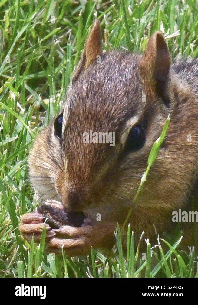 Chipmunk Cheeks Stock Photos & Chipmunk Cheeks Stock Images - Alamy