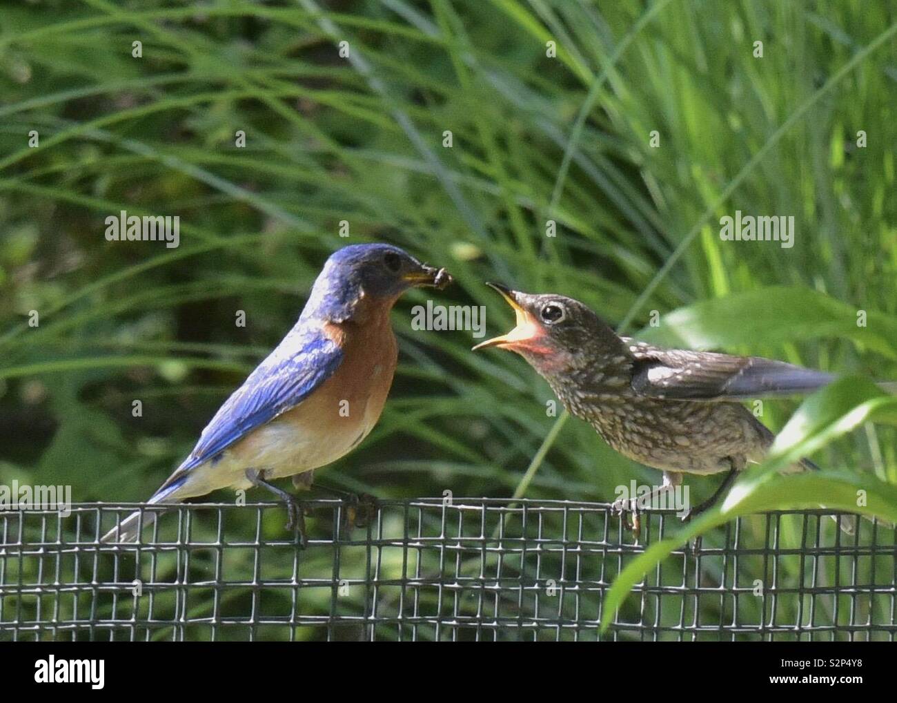 Bluebird fledgling hi-res stock photography and images - Alamy