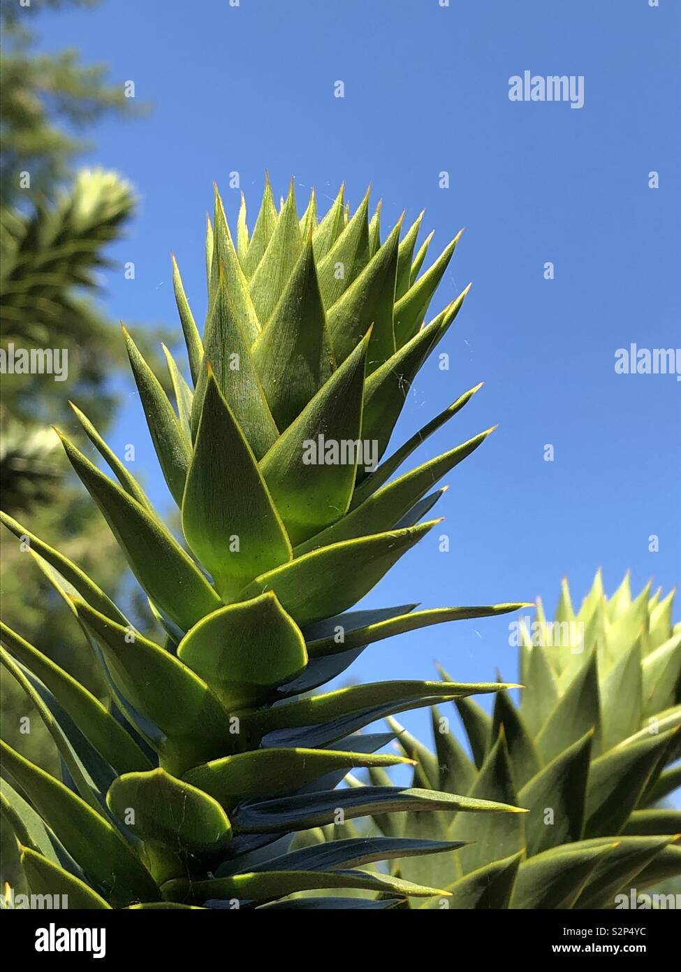 Tip of a Monkey Puzzle Tree sharp branch- new growth Stock Photo - Alamy