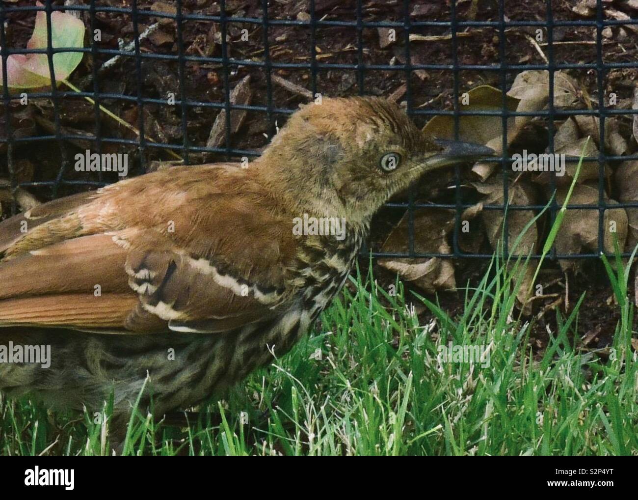 Thrasher foraging at edge of lawn Stock Photo - Alamy