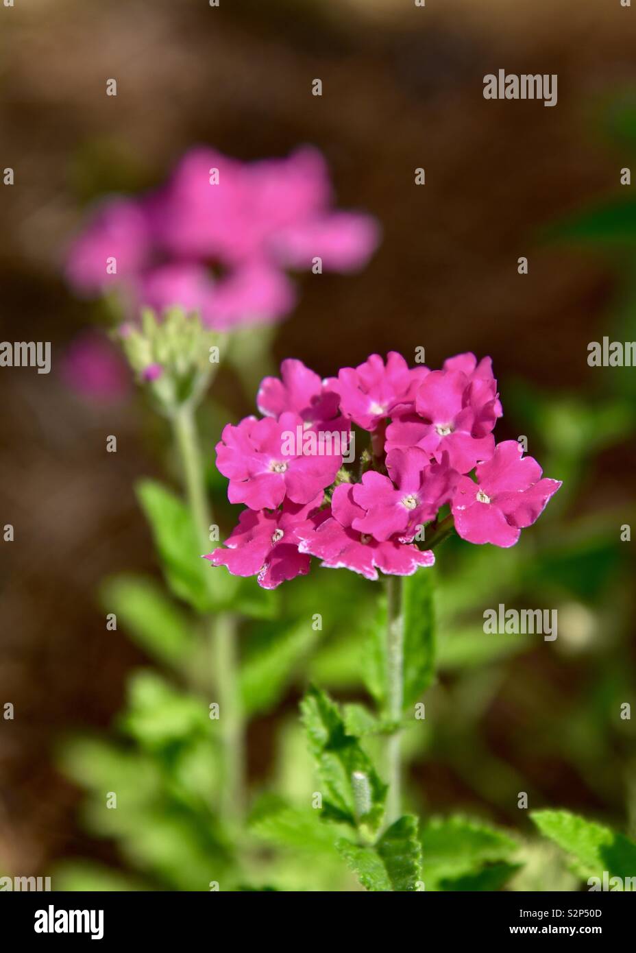 Verbena Pink Stock Photos & Verbena Pink Stock Images - Alamy