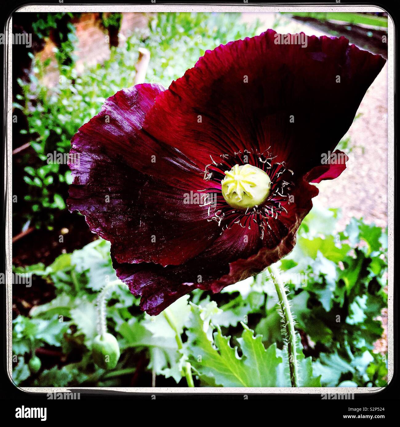 Deepest red poppy at Ham House, London Stock Photo - Alamy