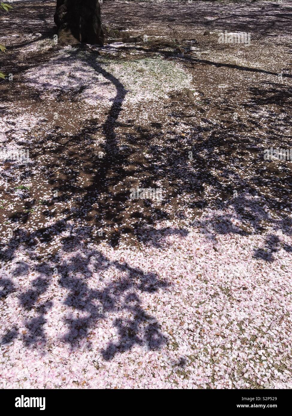 Shadow of a cherry tree on fallen cherry blossom in Tokyo, Japan Stock ...