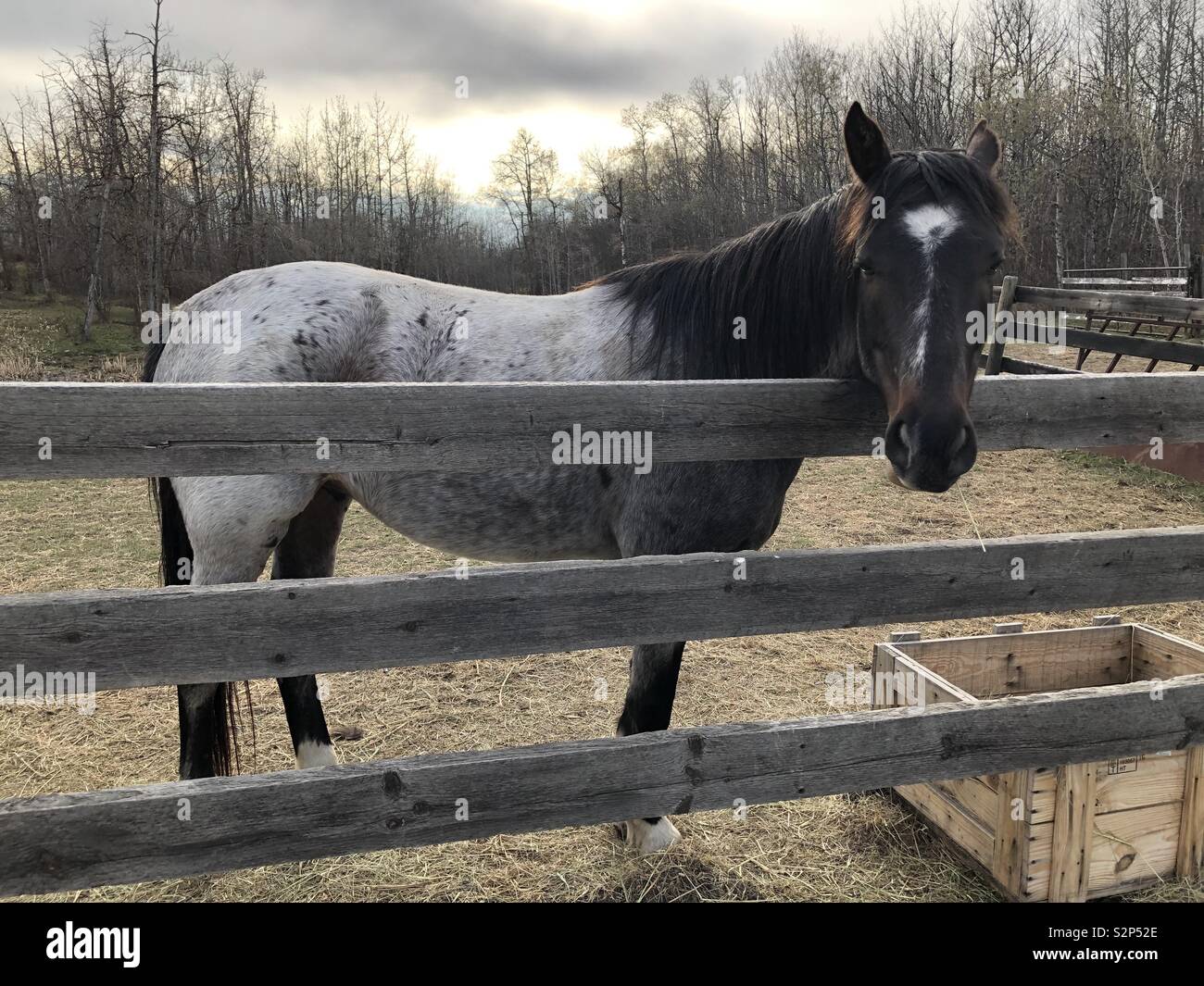 Dappled Horse High Resolution Stock Photography and Images - Alamy