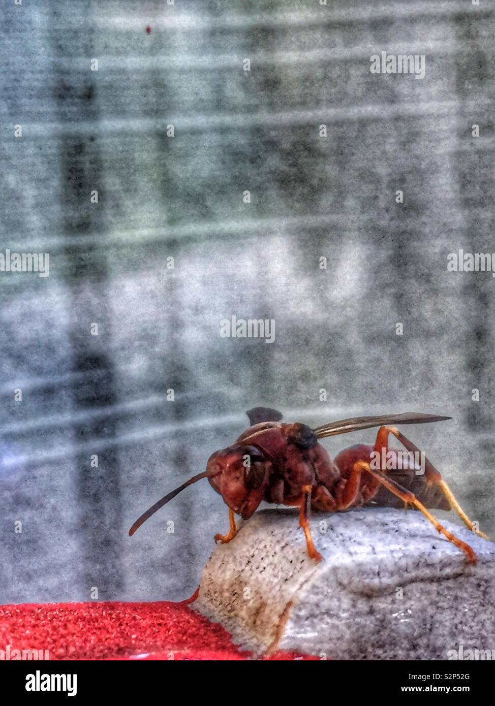 A little waspish Stock Photo - Alamy
