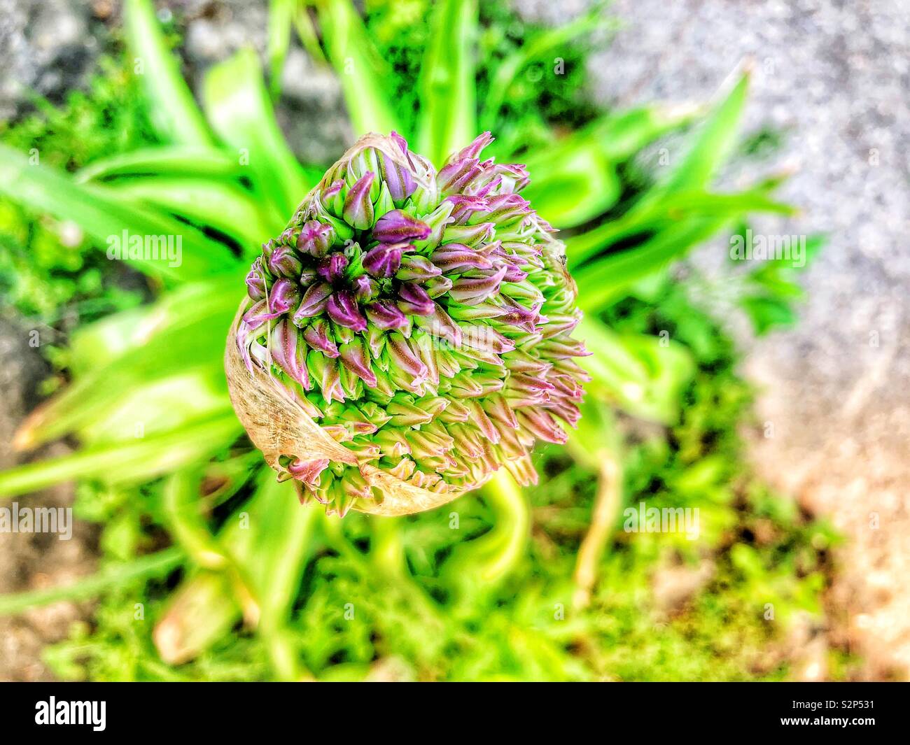 The freshness of nature Stock Photo - Alamy