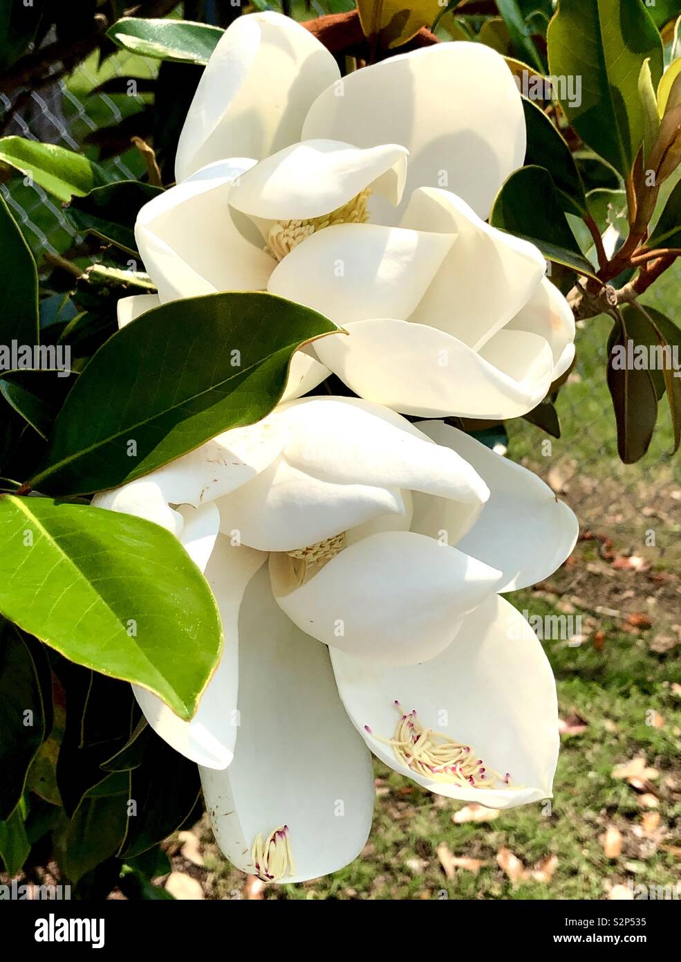 Magnolia blooms hi-res stock photography and images - Alamy