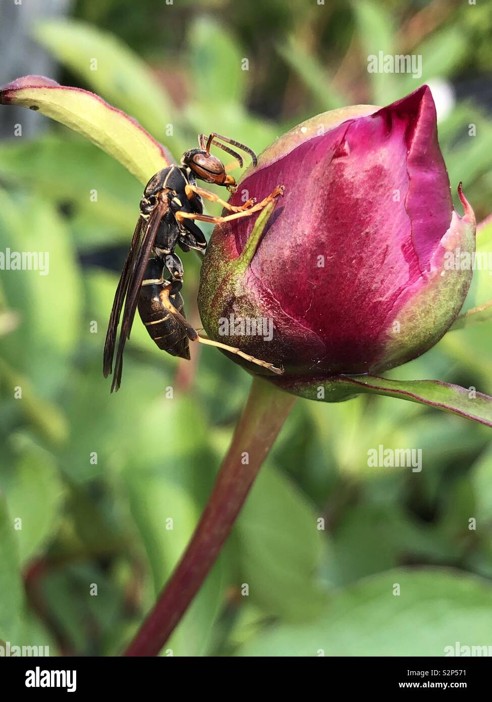 Close up of Wasp on blossom, side profile Stock Photo - Alamy