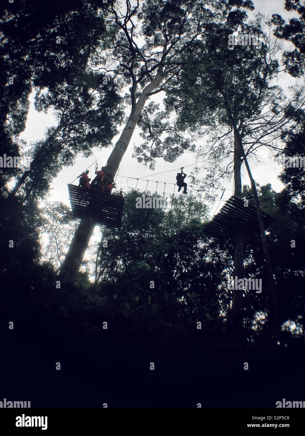 Tree to tree gliding Stock Photo - Alamy