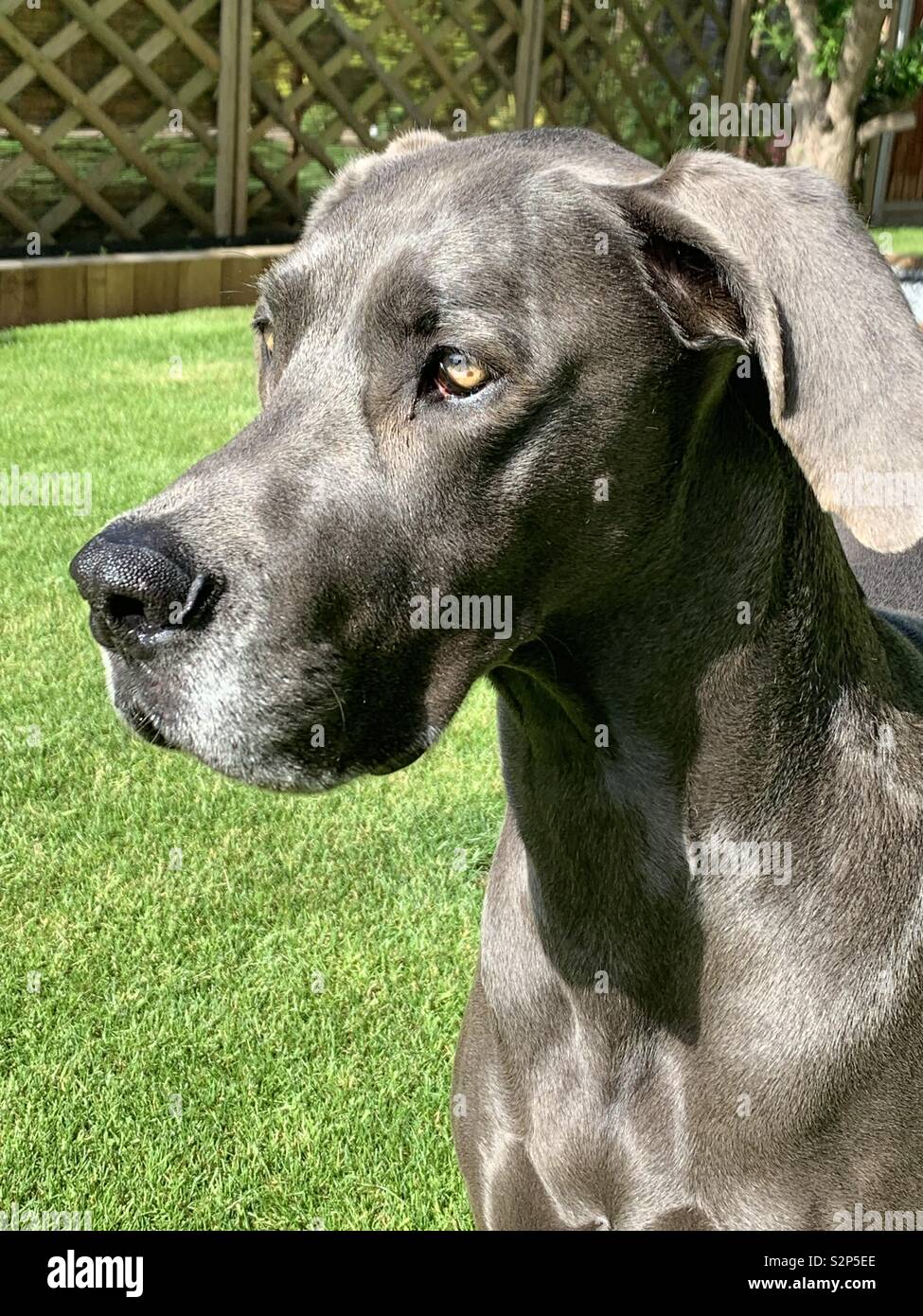 Blue great dane hi-res stock photography and images - Alamy