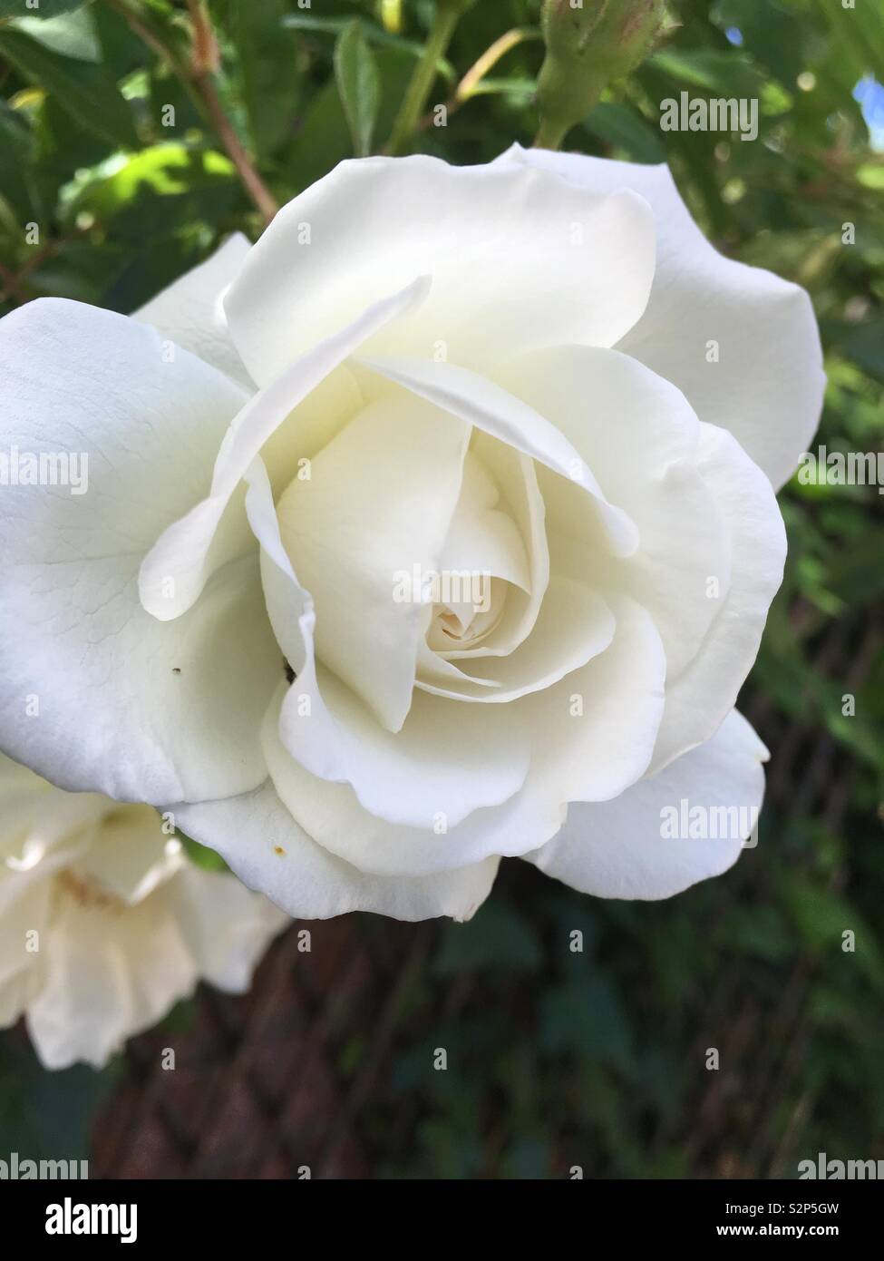 Perfect white rose hi-res stock photography and images - Alamy