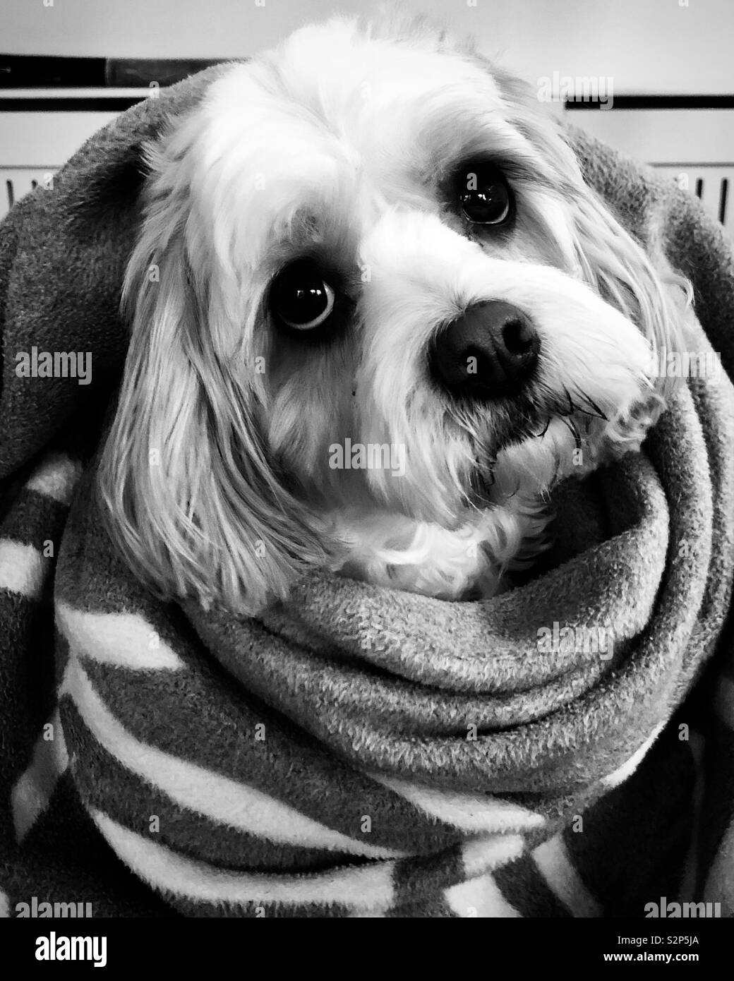 Beging High Resolution Stock Photography and Images - Alamy