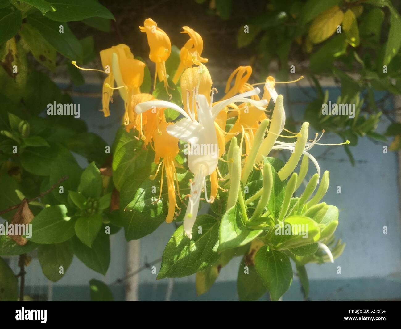 Honeysuckle flower garden hi-res stock photography and images - Alamy