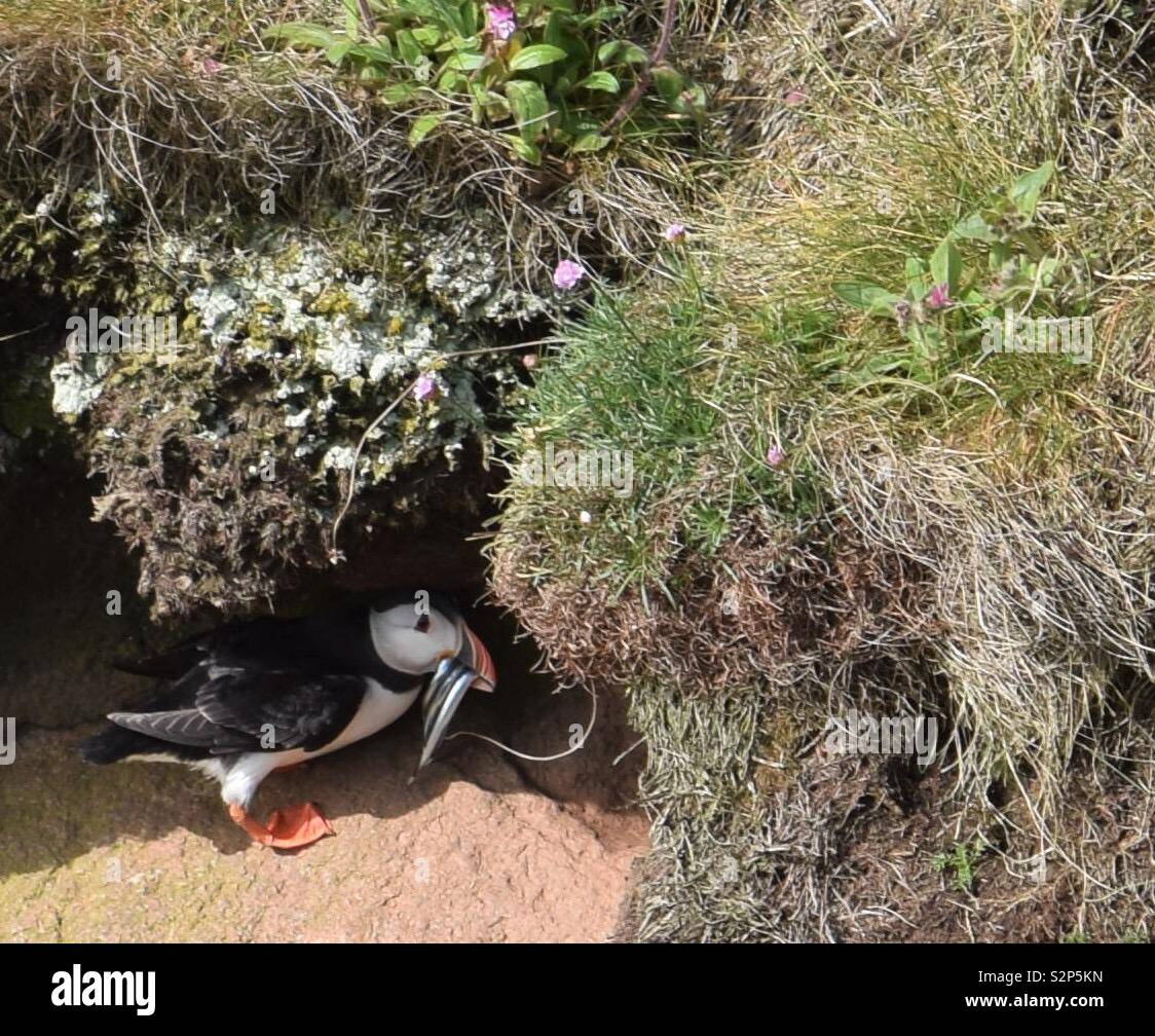 Puffin with fish at the burrow Stock Photo - Alamy