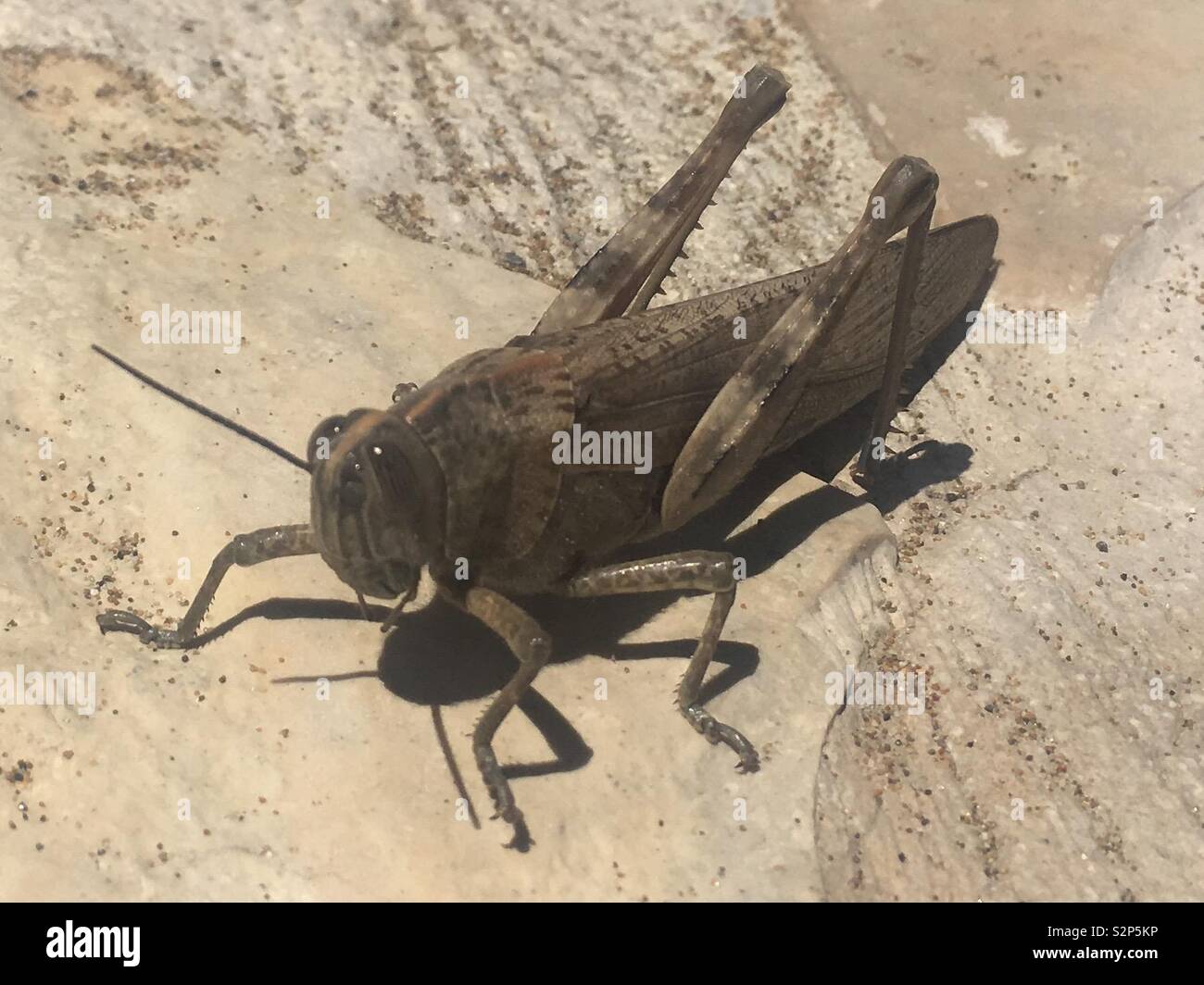 Cricket bug hi-res stock photography and images - Alamy