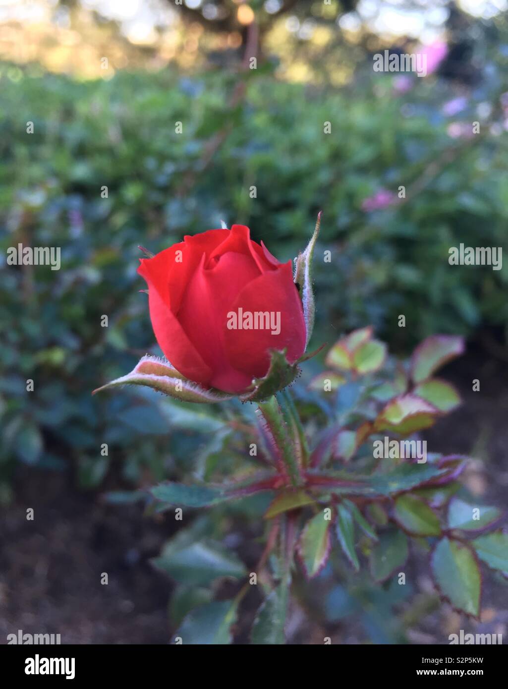 Classic Rose Flower High Resolution Stock Photography and Images - Alamy