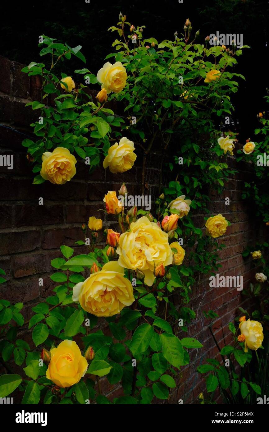 Roses and climbers hi-res stock photography and images - Alamy