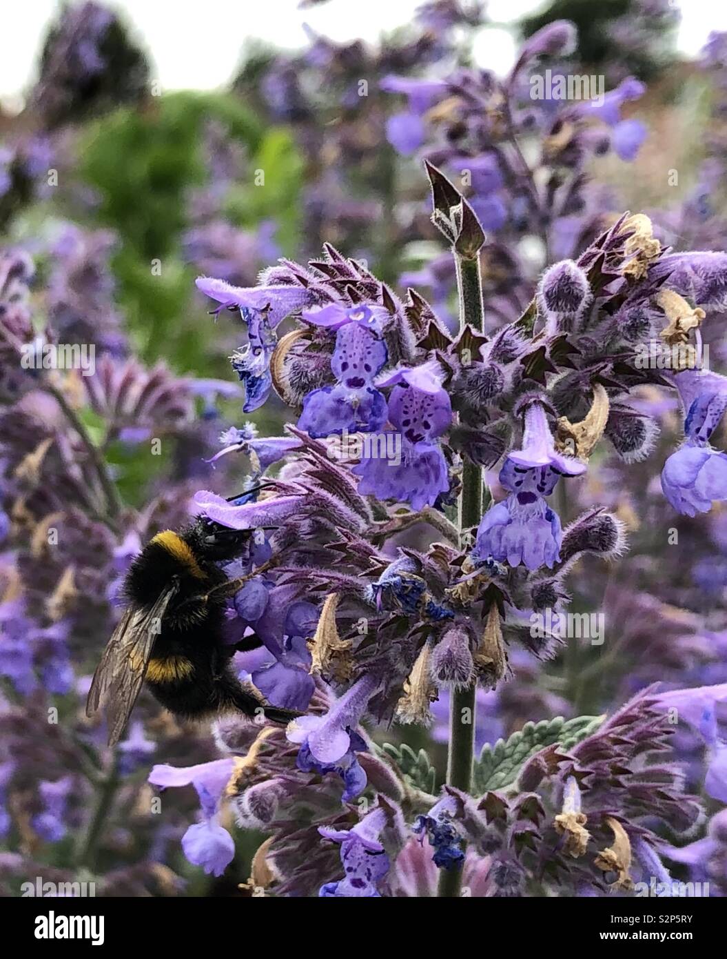 Honey bee pollinating on flowers in London Stock Photo - Alamy