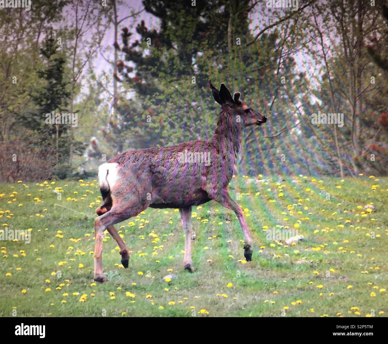 Mule running hi-res stock photography and images - Alamy