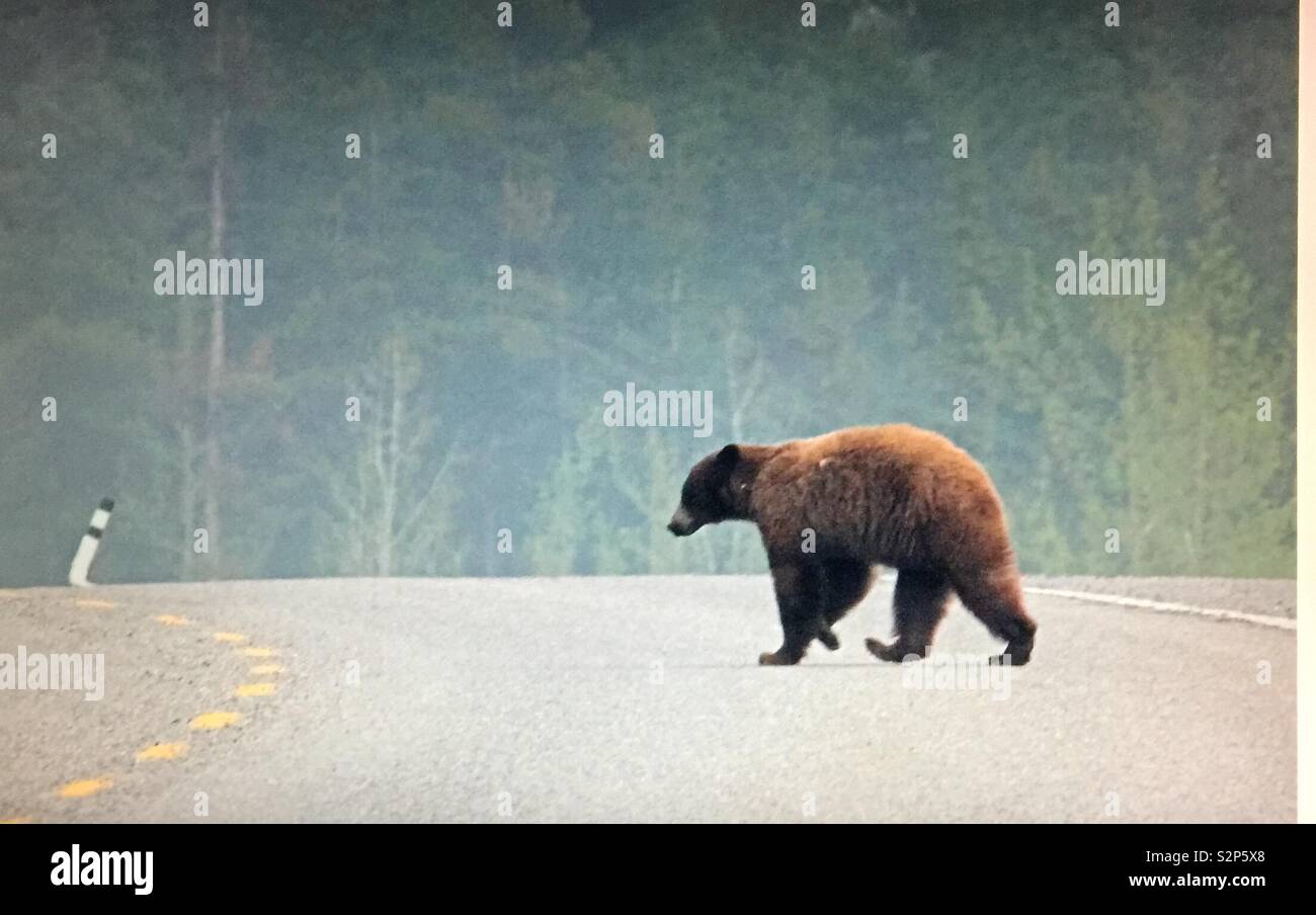 Grizzly bear in kananaskis hi-res stock photography and images - Alamy