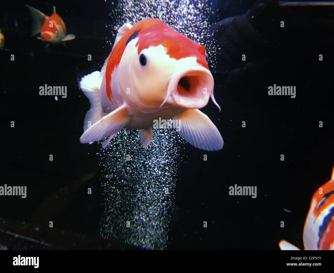 Beautiful fish hi-res stock photography and images - Alamy