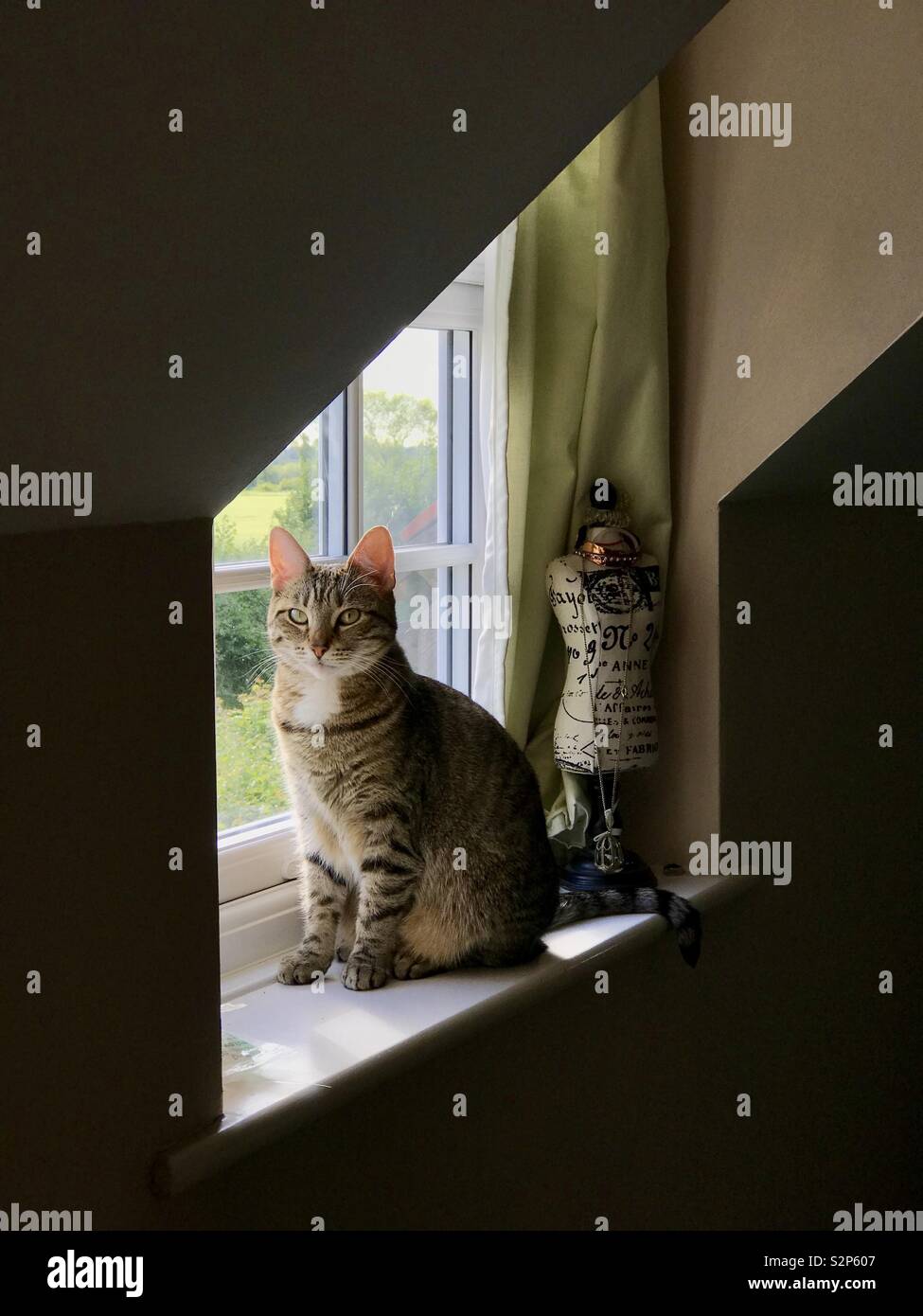Cat on windowsill Stock Photo - Alamy