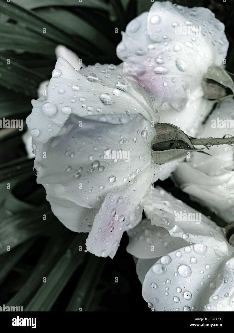 White rose rain droplets Stock Photo - Alamy