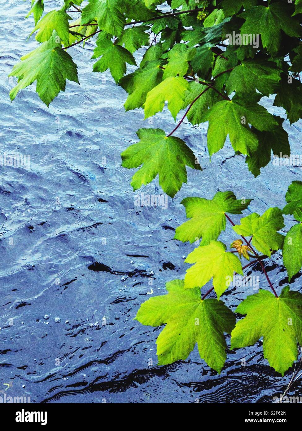 Sycamore leaves hi-res stock photography and images - Alamy