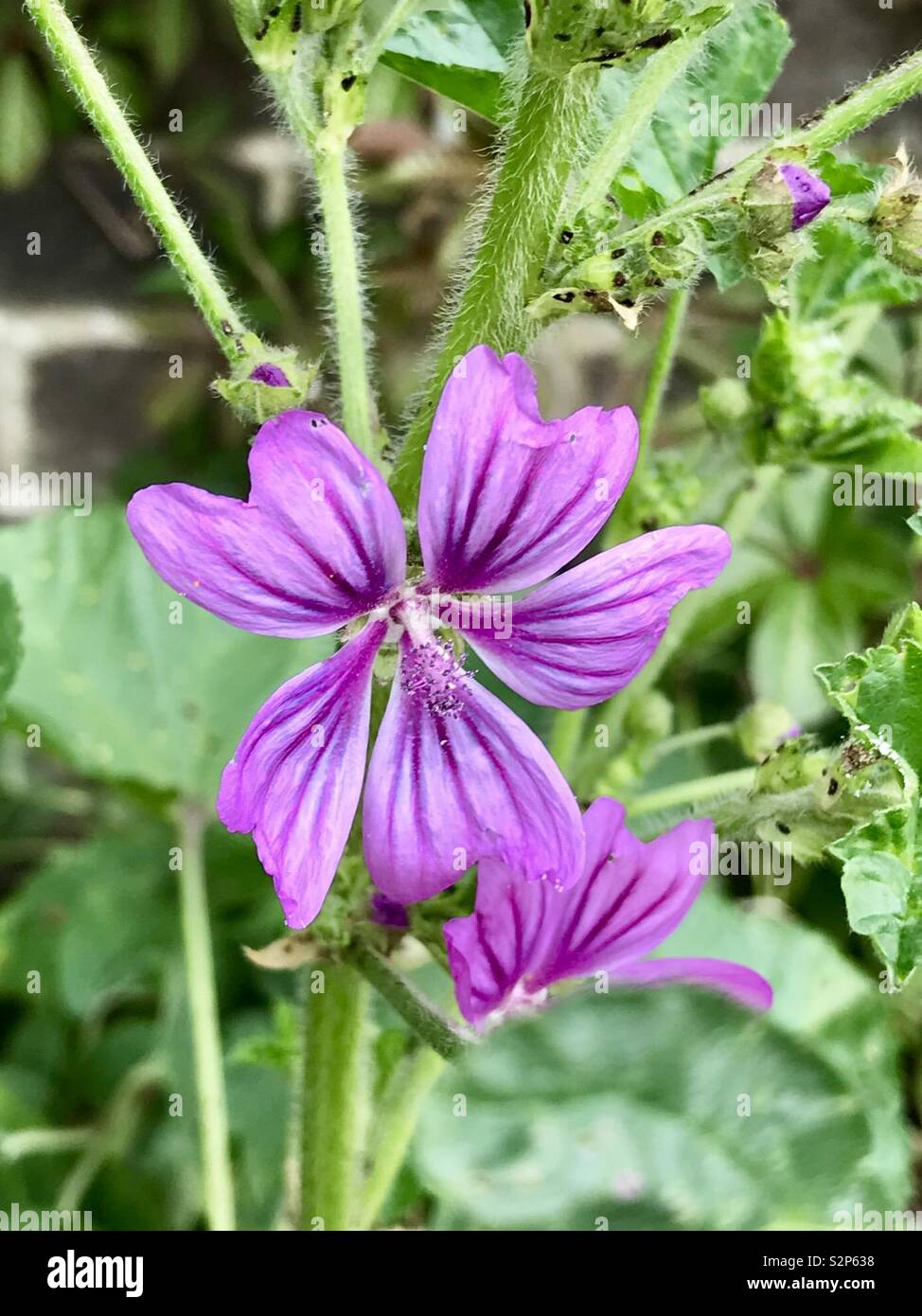 Mauve mallow flower hi-res stock photography and images - Alamy