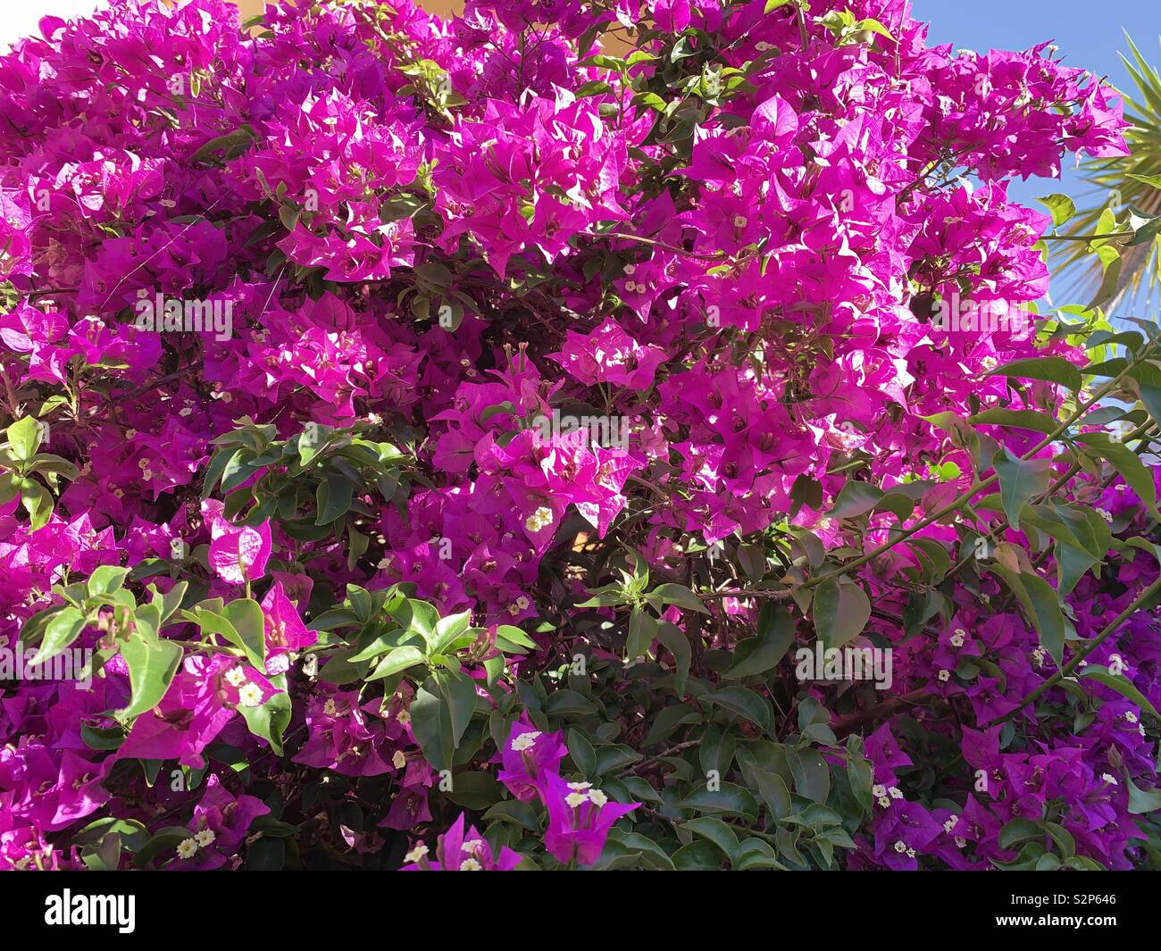 Beautiful bush hi-res stock photography and images - Alamy