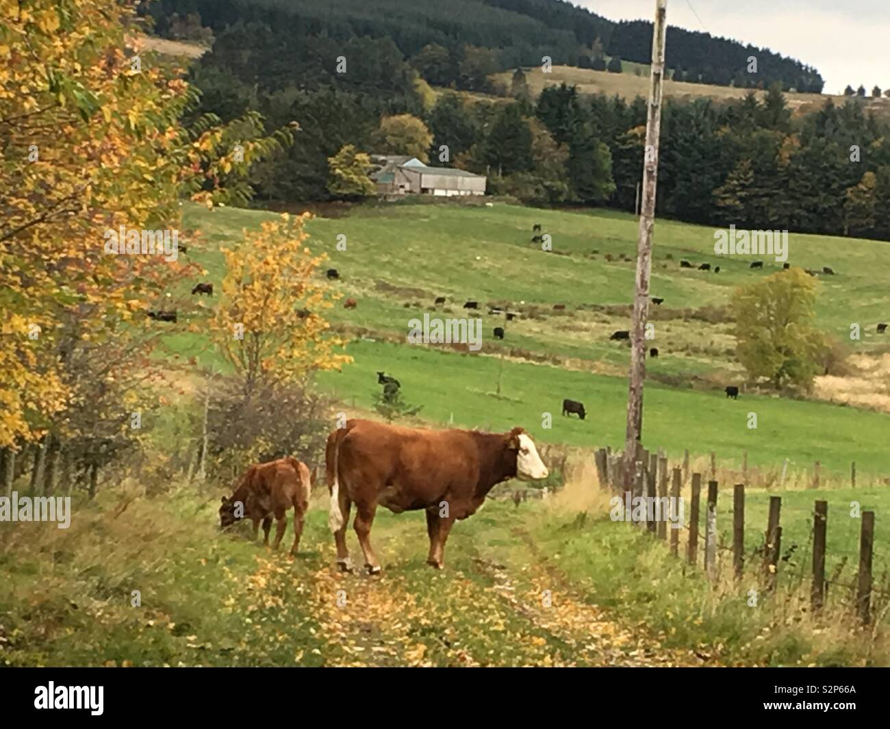Aberdeenshire farm hi-res stock photography and images - Alamy