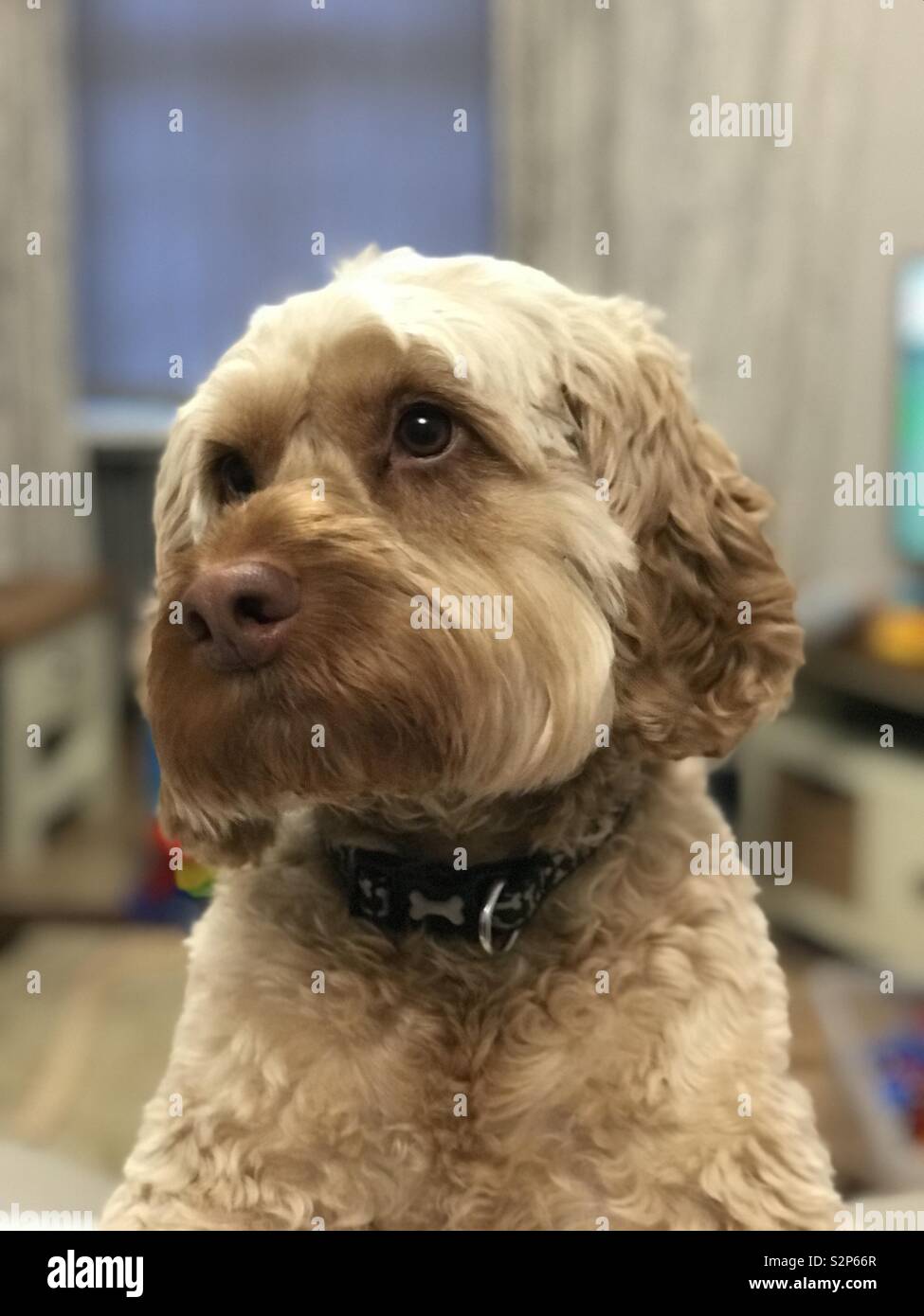 Cockapoo cute hi-res stock photography and images - Alamy