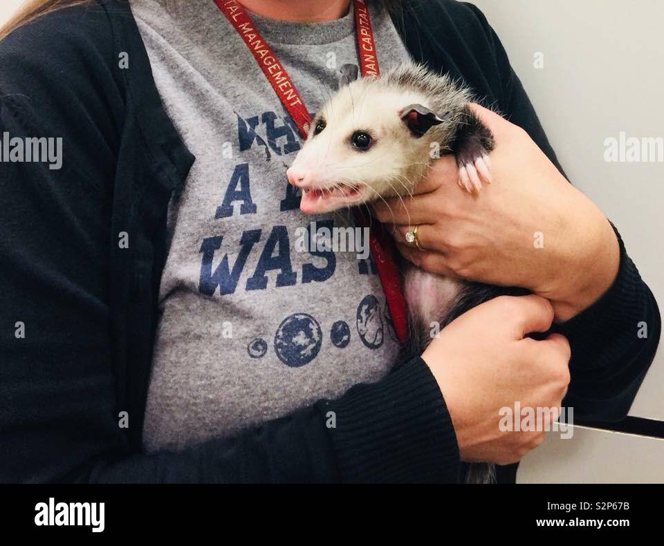 My favorite animal Stock Photo - Alamy