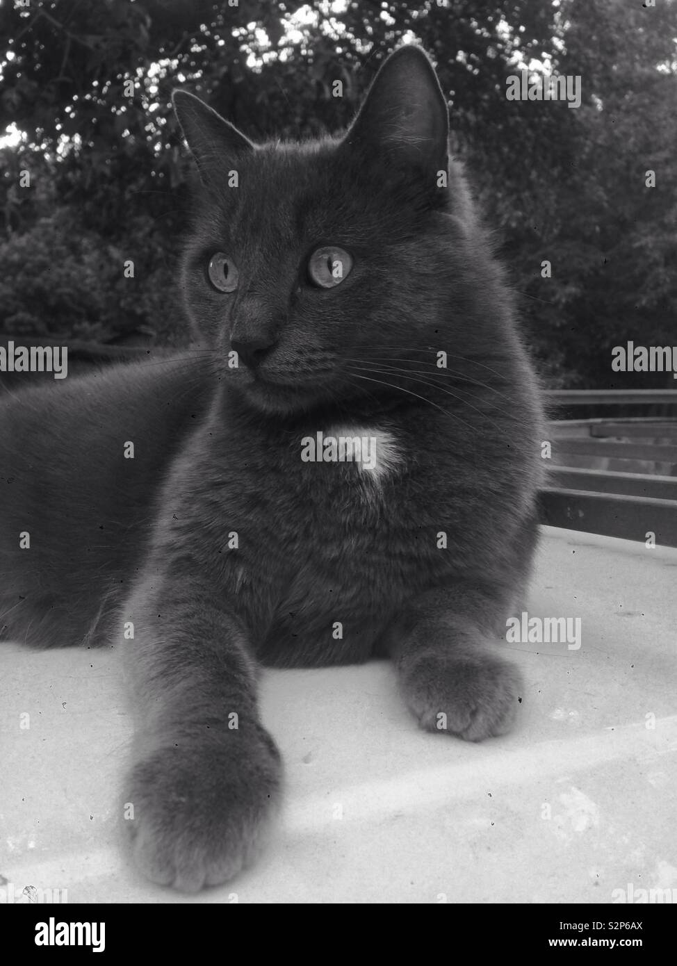 Mr cat hi-res stock photography and images - Alamy