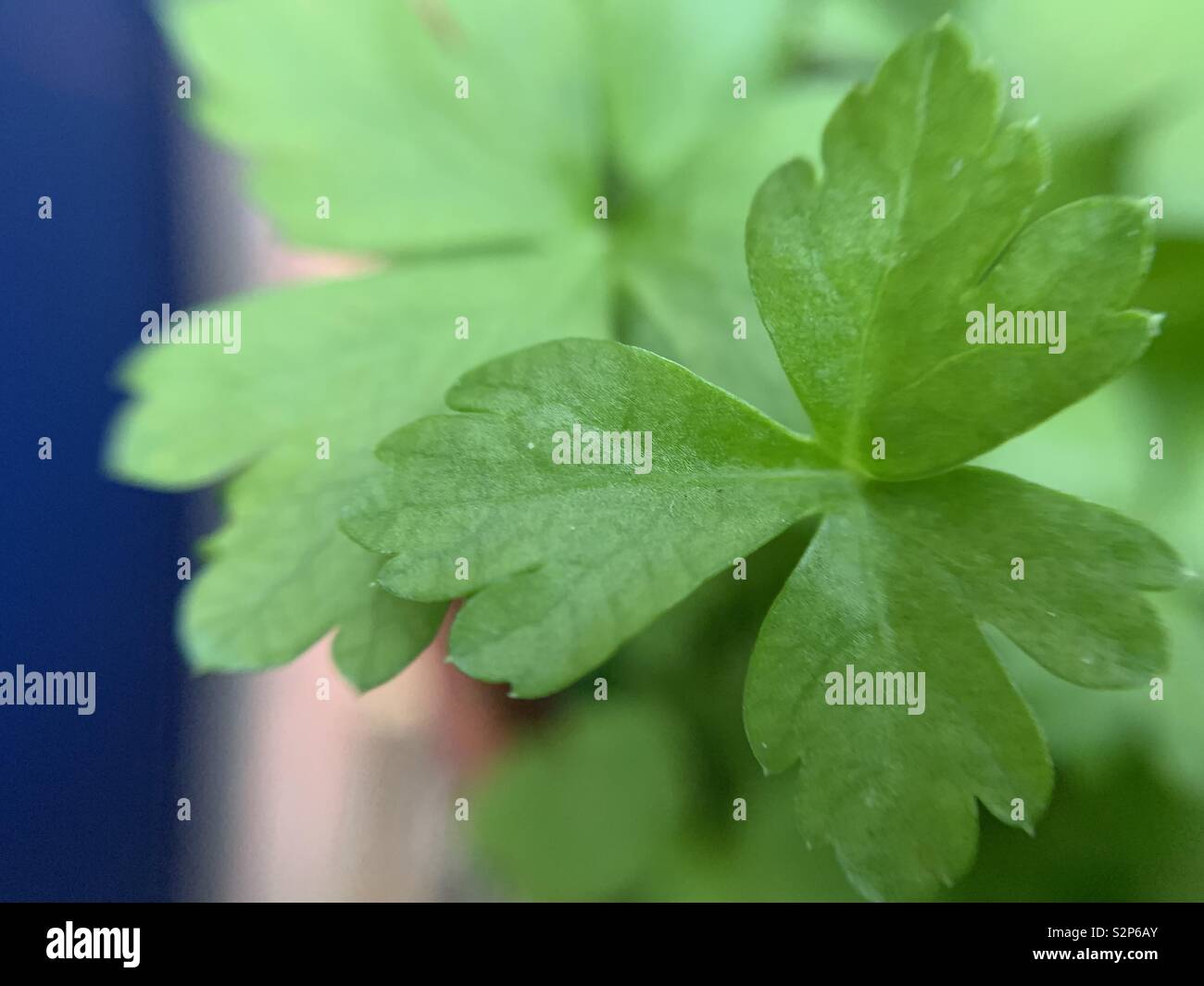 Flat leaf parsley hi-res stock photography and images - Alamy