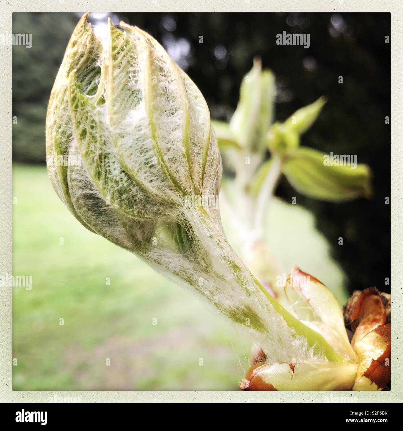 Tree bud hi-res stock photography and images - Alamy