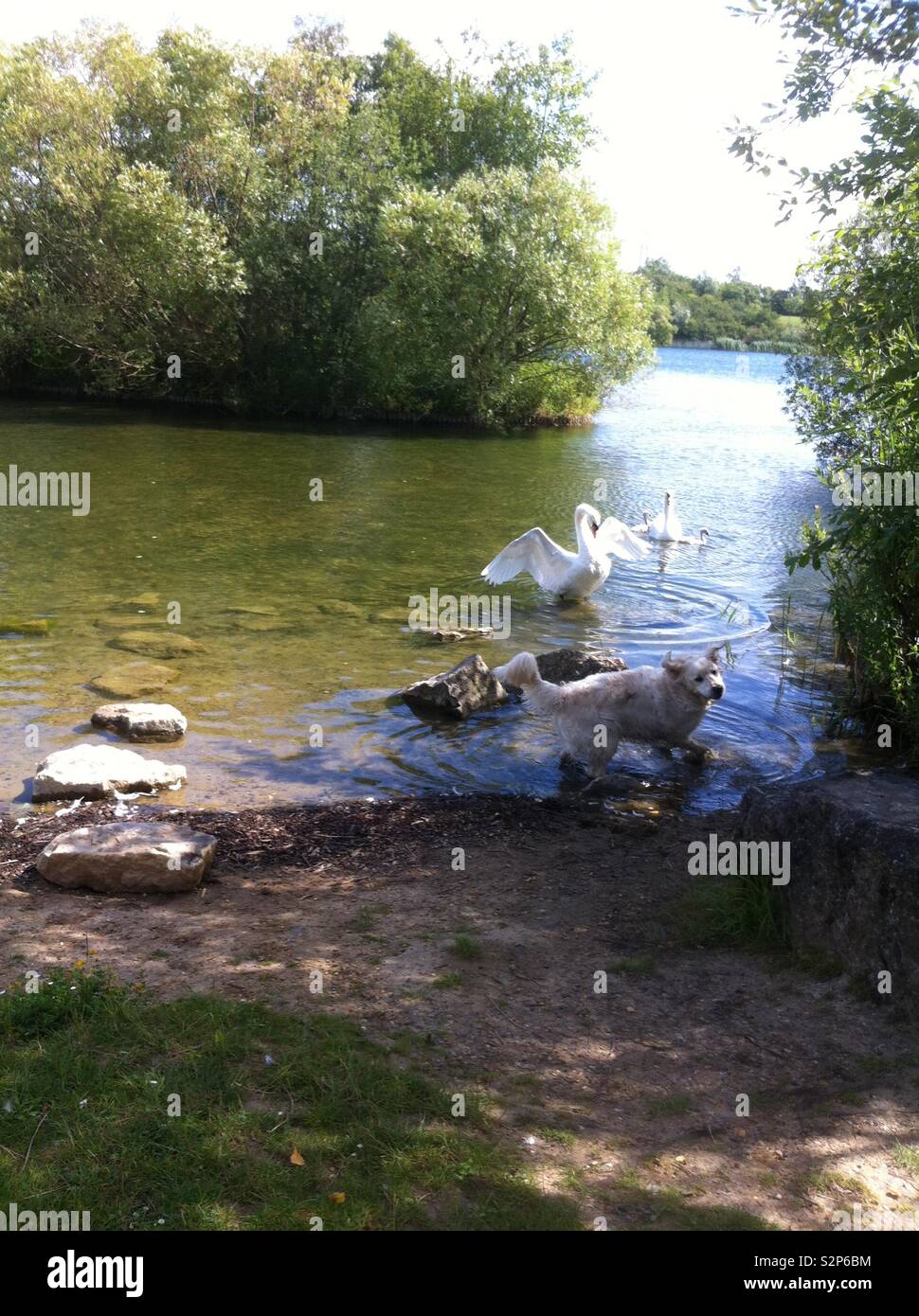 Barney dog hi-res stock photography and images - Alamy