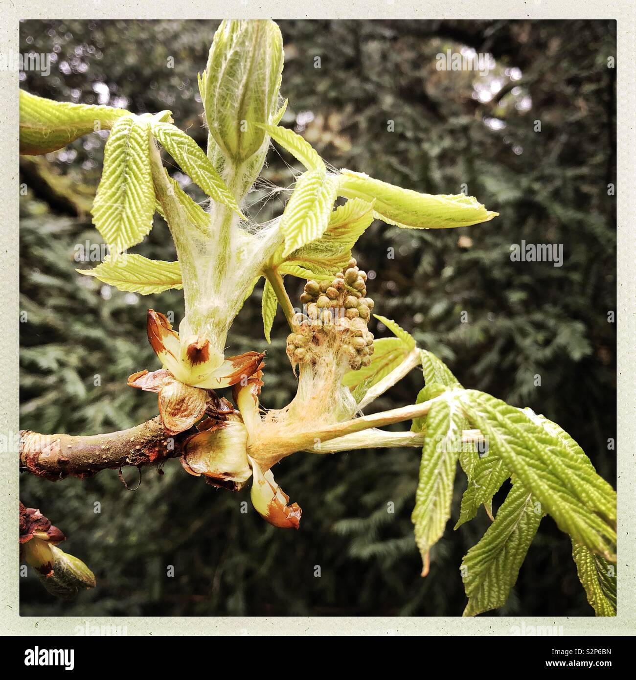 Close up tree hi-res stock photography and images - Alamy