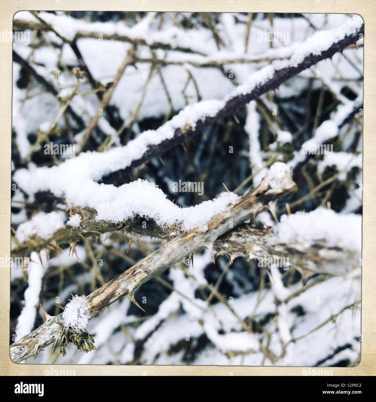 Snow on twigs Stock Photo - Alamy