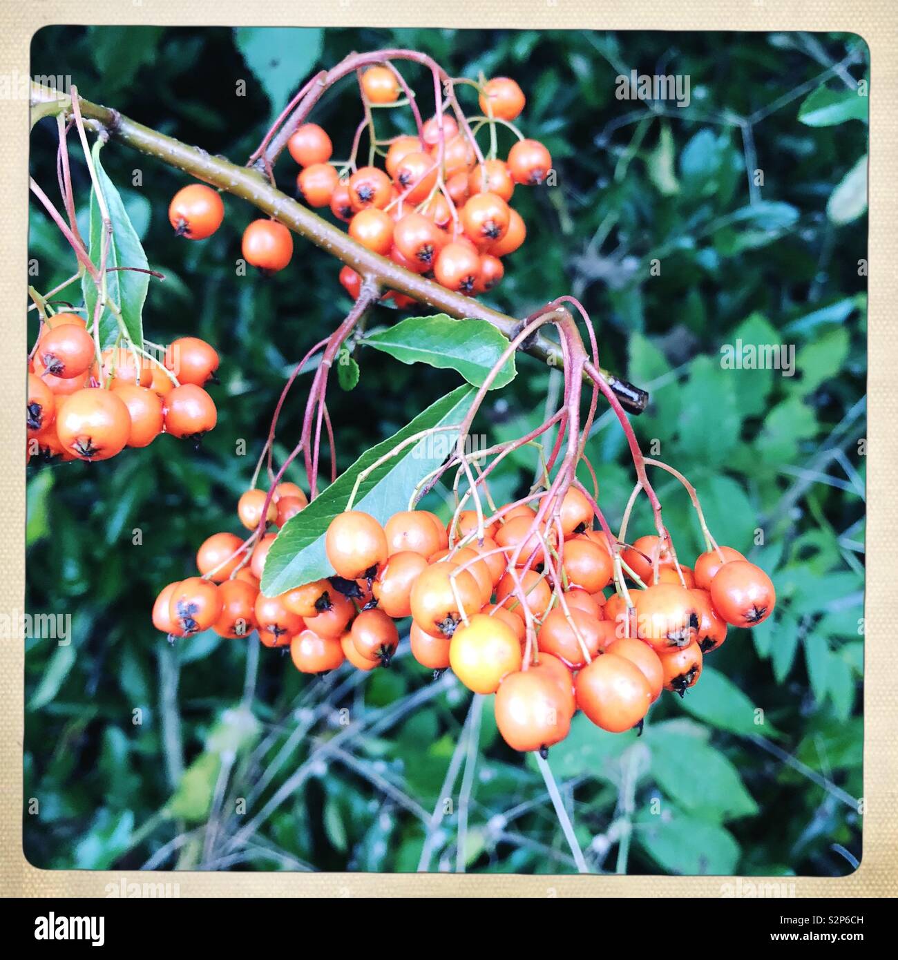 Orange berries hi-res stock photography and images - Alamy