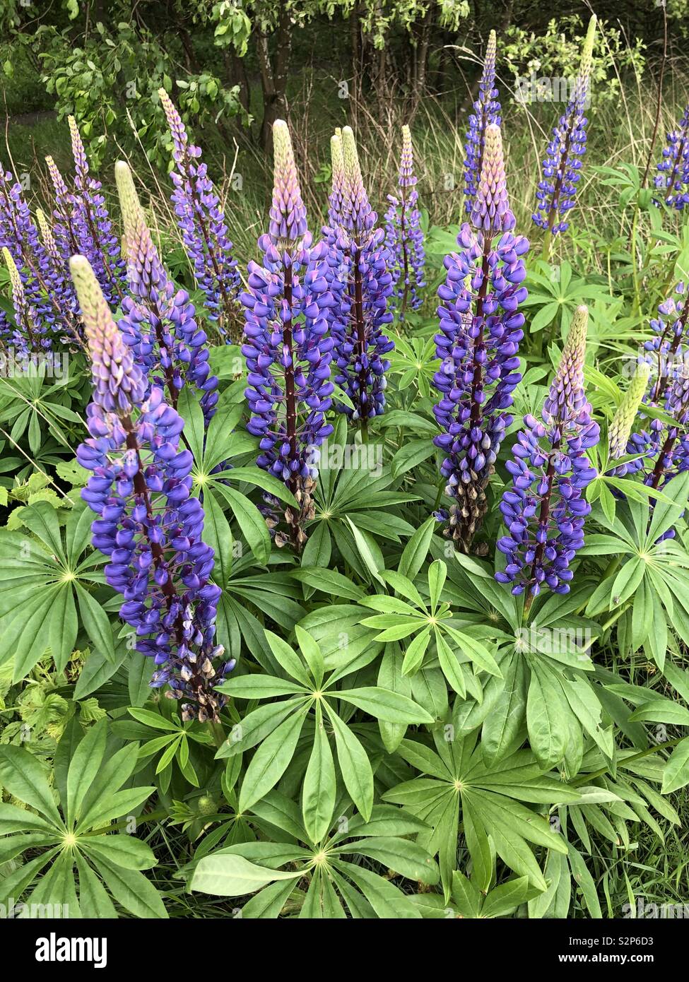 Scottish flowers hi-res stock photography and images - Alamy