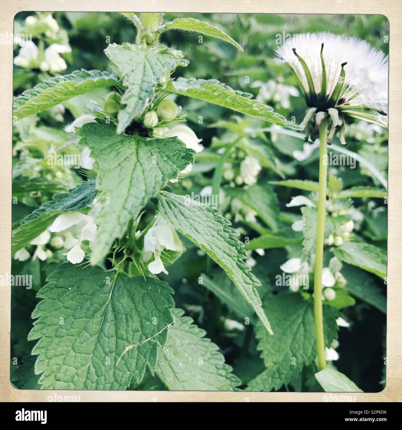 Nettle weeds hi-res stock photography and images - Alamy