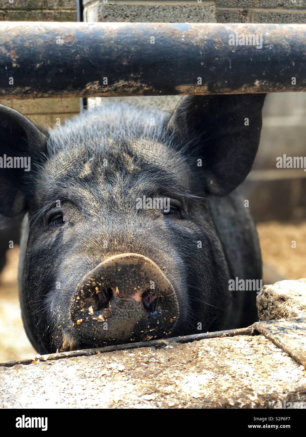 Sad pig hi-res stock photography and images - Alamy